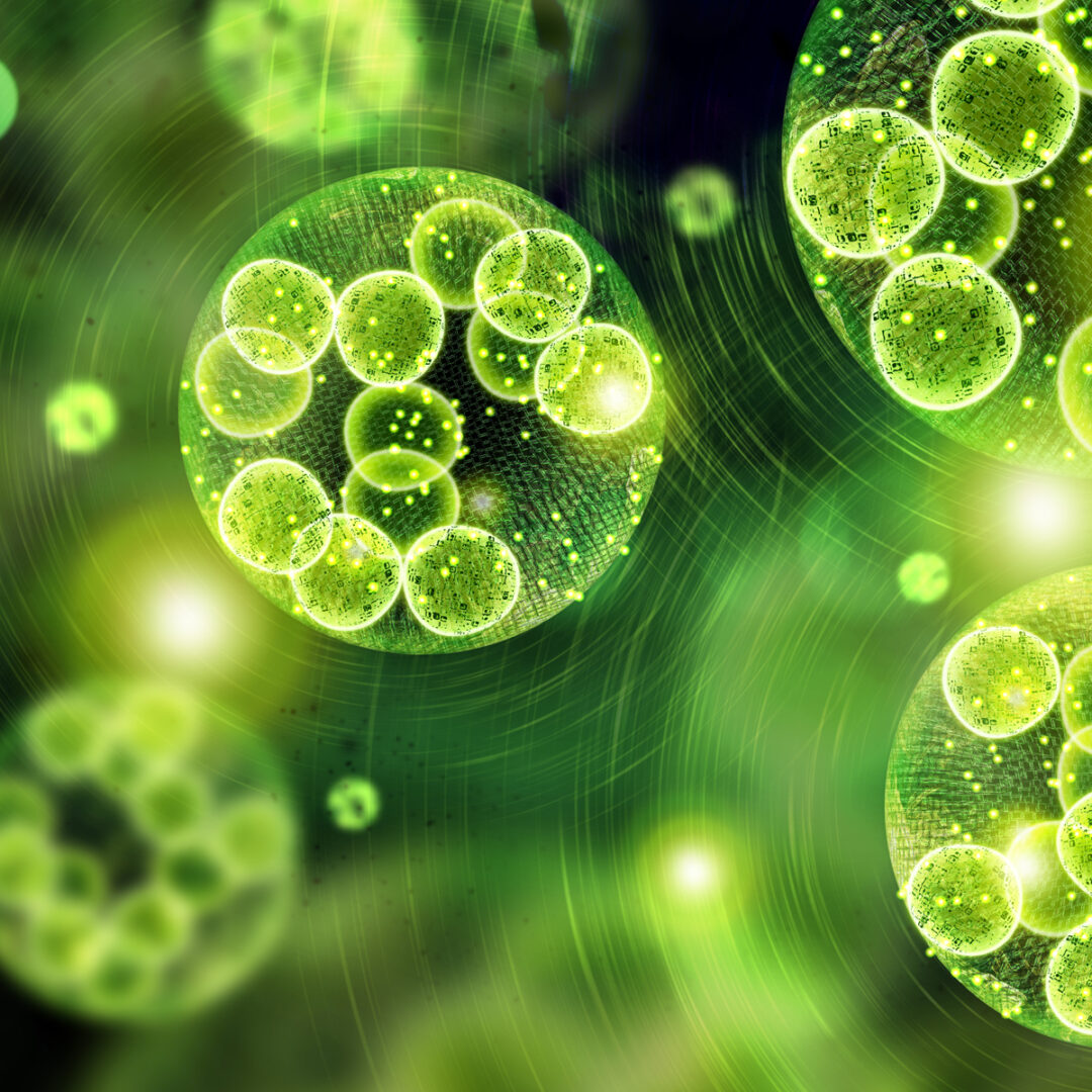A new manuscript of the Laboratory of Mucosal Immunology and Microbiota ...